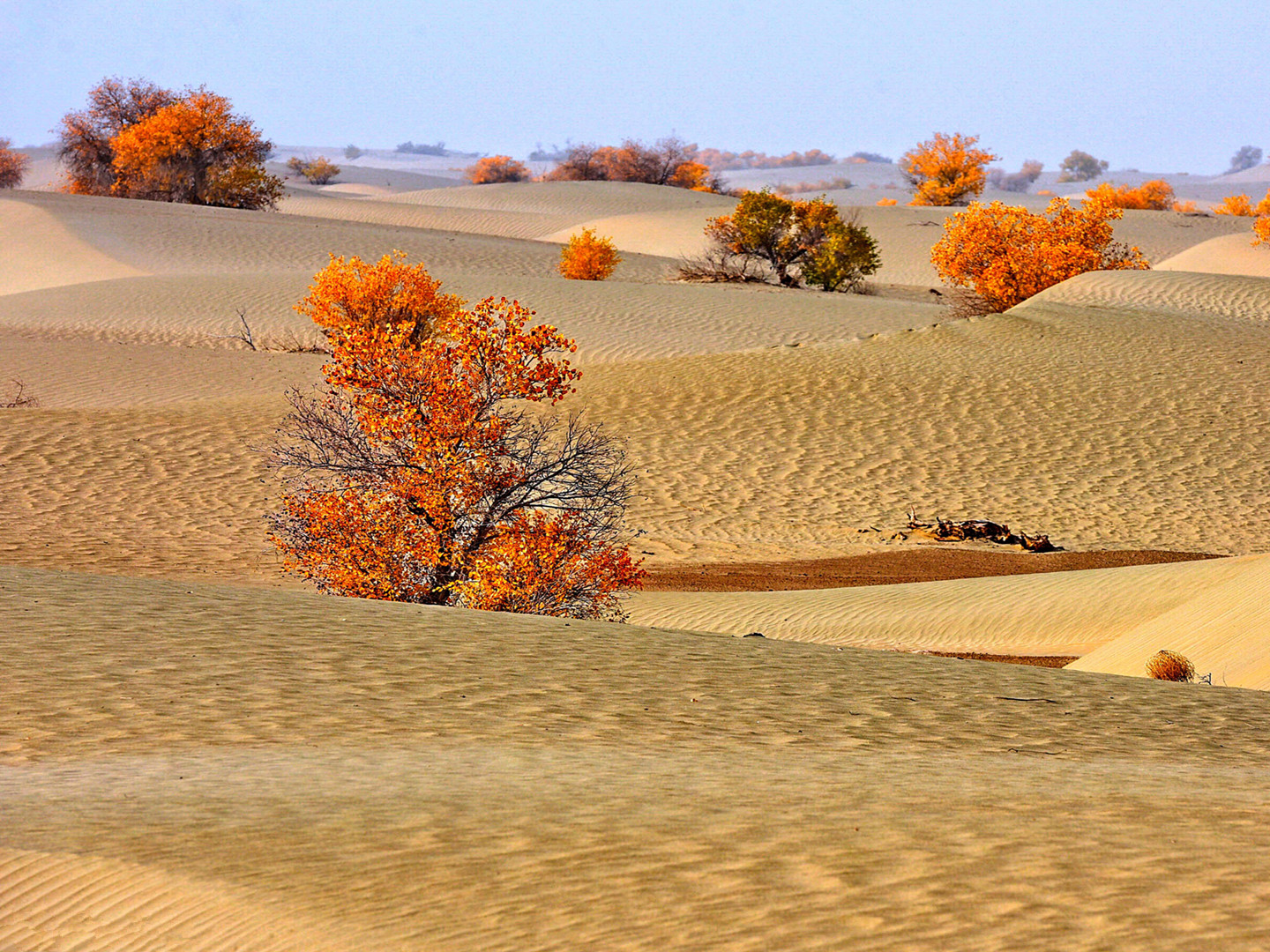 Taklamakan Desert People