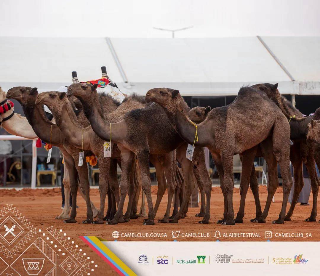 Enjoy the power and beauty of the boat in the desert from camel racing ...