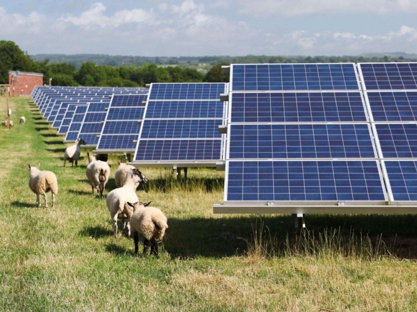 NTPC REL is bidding for a 900 MW solar project in Andhra Pradesh--Seetao